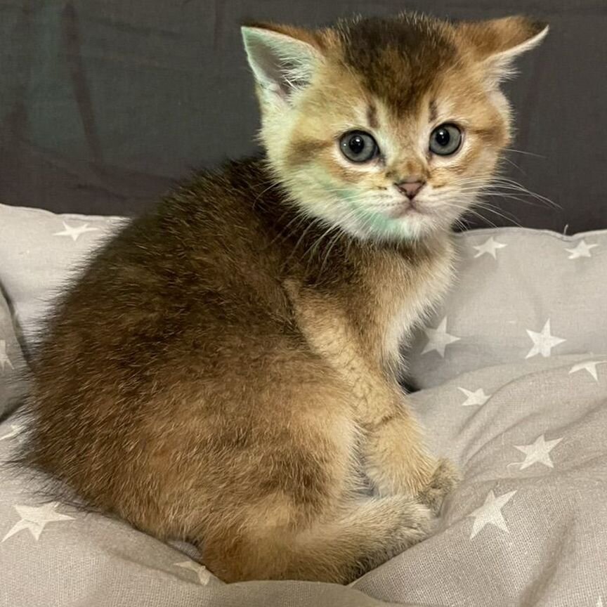 Шотландский прямоухий короткошёрстный котёнок
