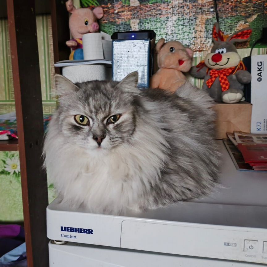 Кошки в добрые руки