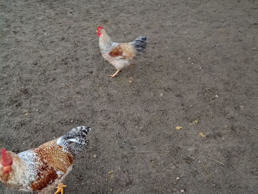 Петух Билефельдер