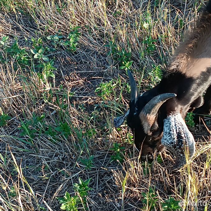 Продам англо нубийских козлят