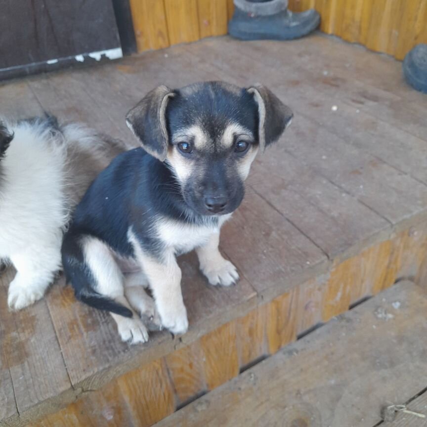 Кутенок щененок 3 месяца