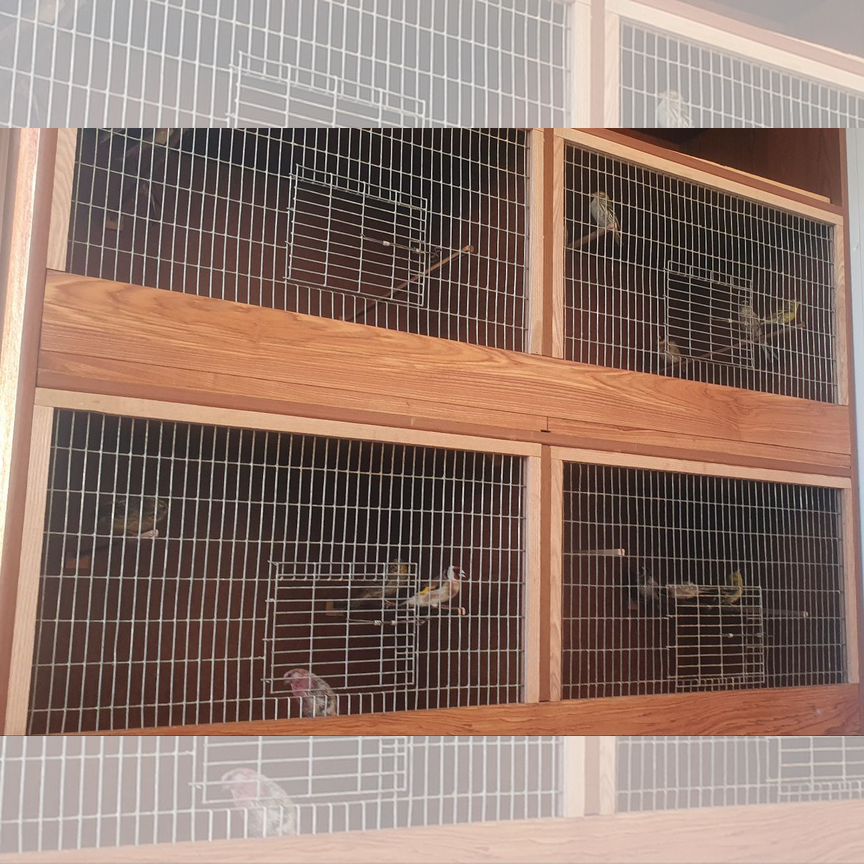 Певчие лесные птицы