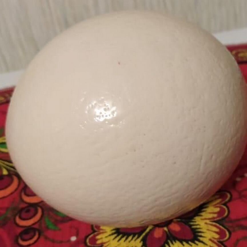 Страусиное яйцо,пустое