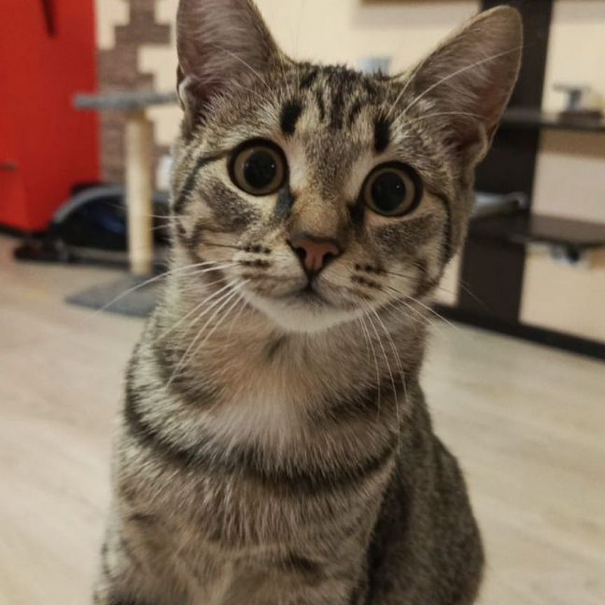 Кошечка/котенок Мася