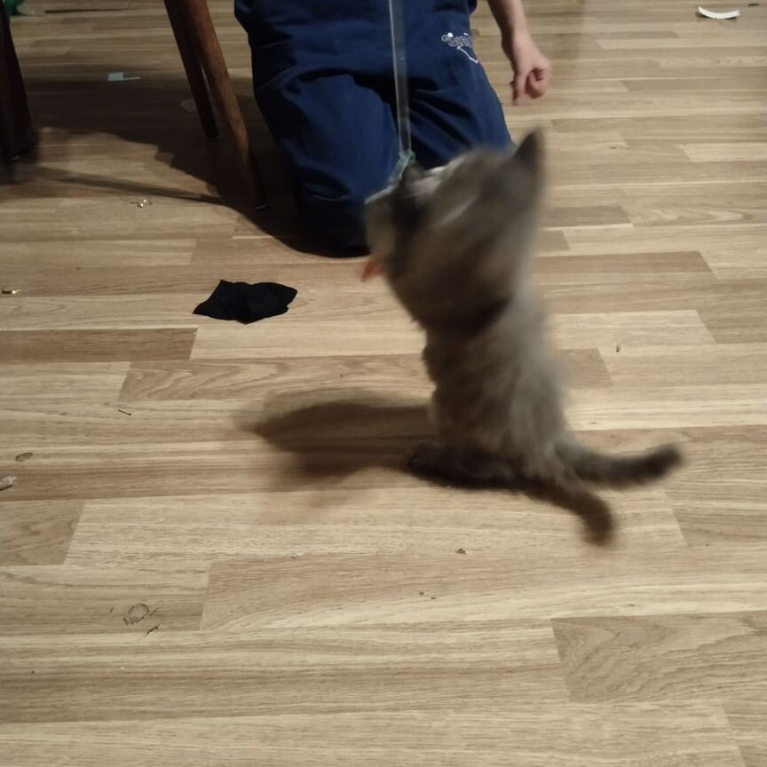 Котёнок в добрые руки