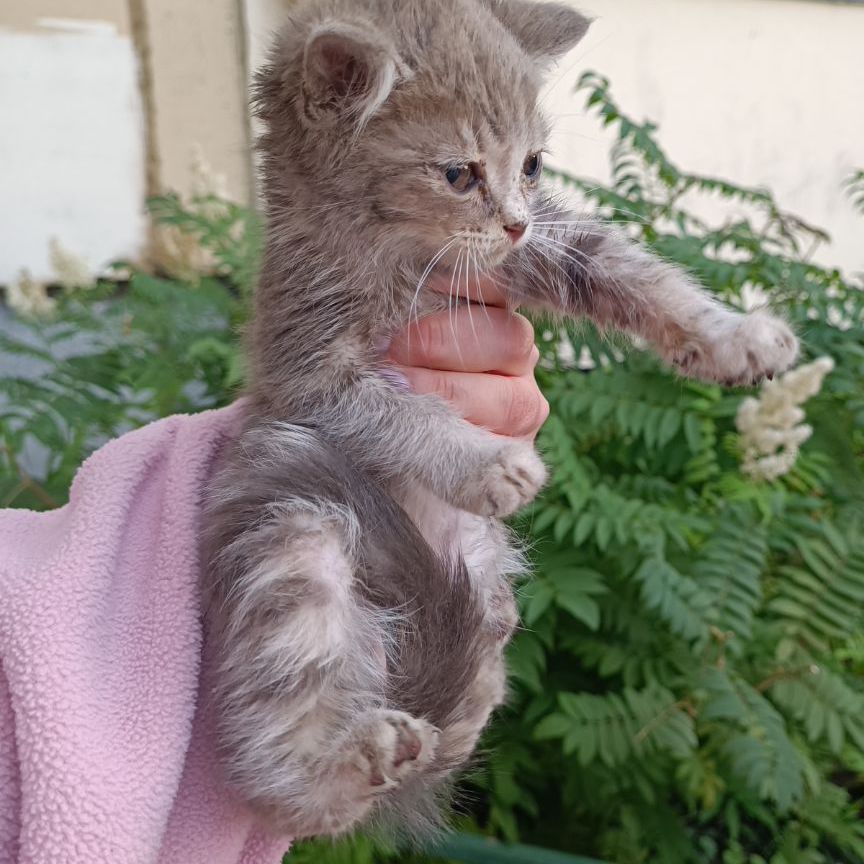 Котенок мальчик серый