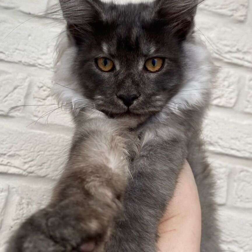 Котята мейн-кун мальчики