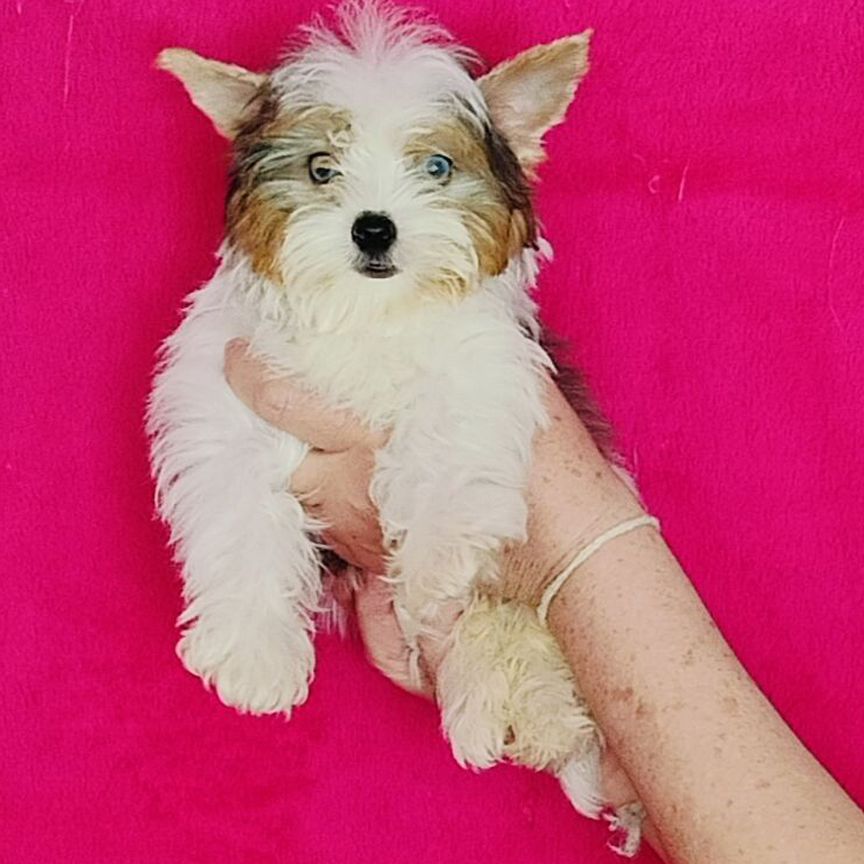 Йоркширский терьер, щенок