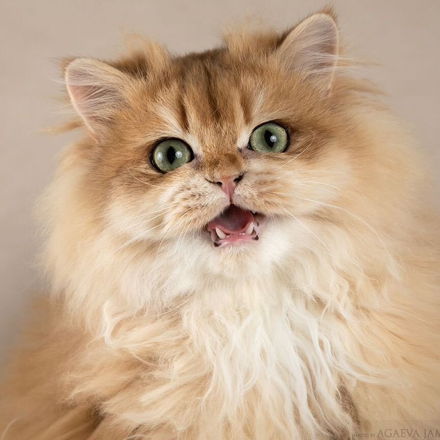 Кот золотая длинношерстная шиншилла Аполлон