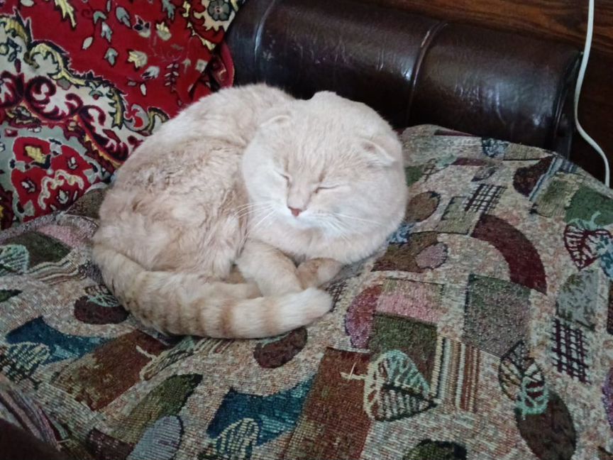 Шотландский вислоухий кот, кастрирован