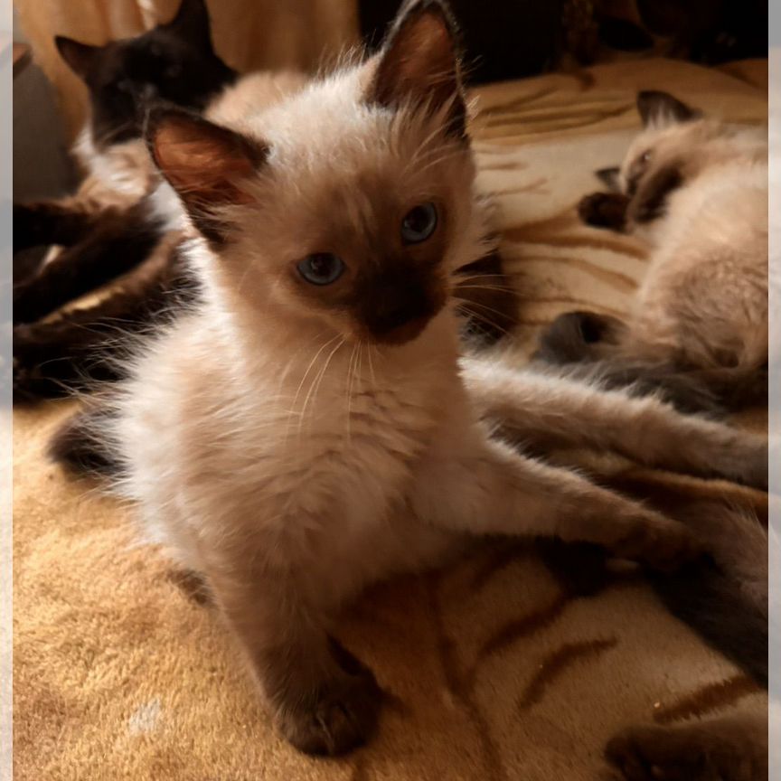 Сиамский котёнок