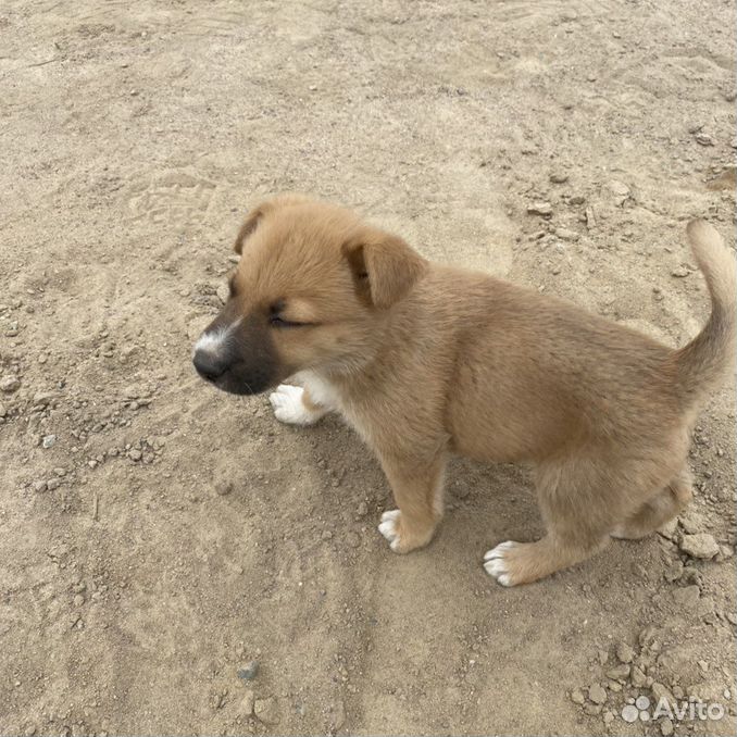 Щенки сторожевой собаки бесплатно
