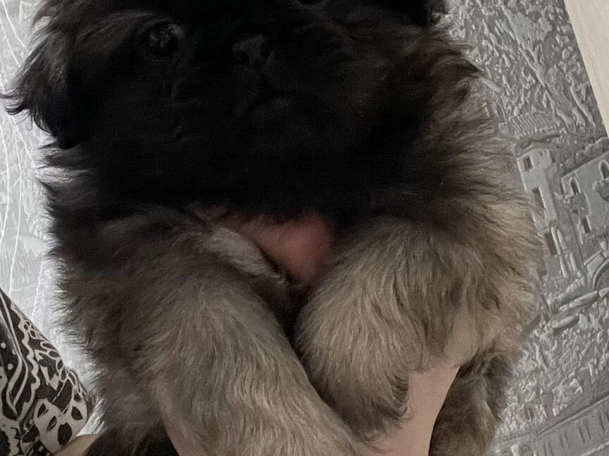 Щенки пекинеса