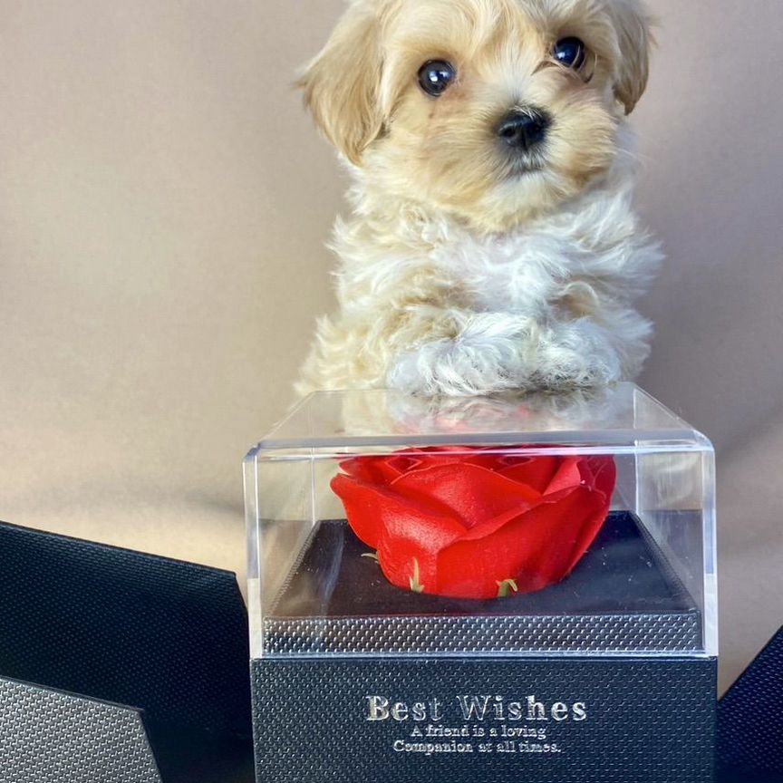 Мальтипу мини детки (родители импорт)