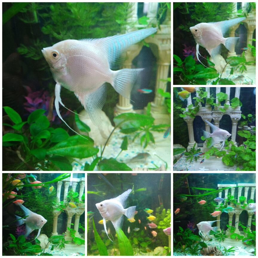 Скалярия платина