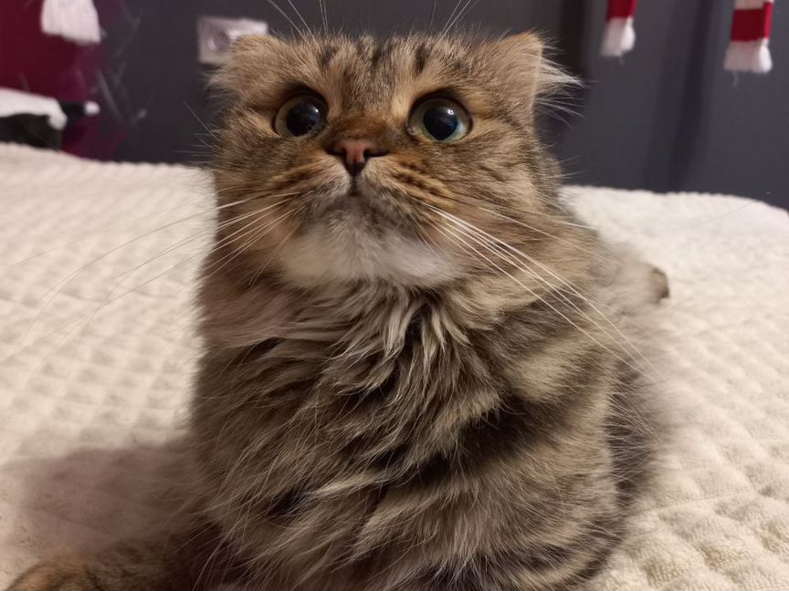 Шотландская вислоухая кошка