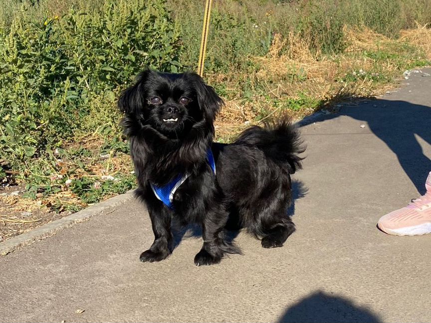 Бонечка стерилизована 4 г