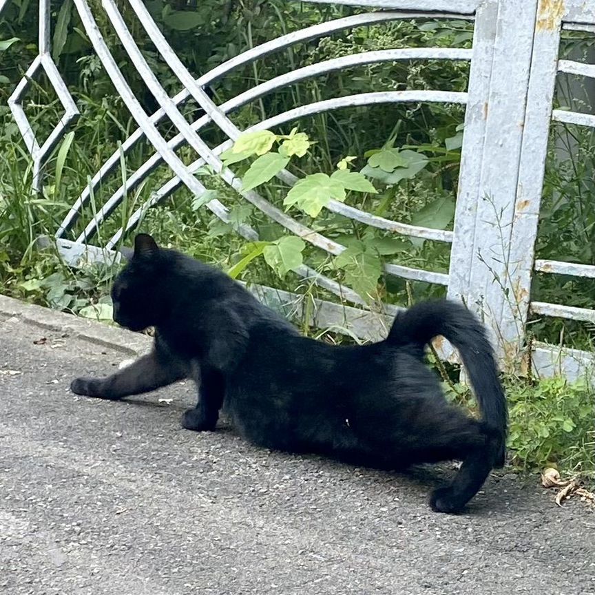 Черный кот в добрые руки