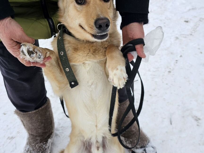 Салли