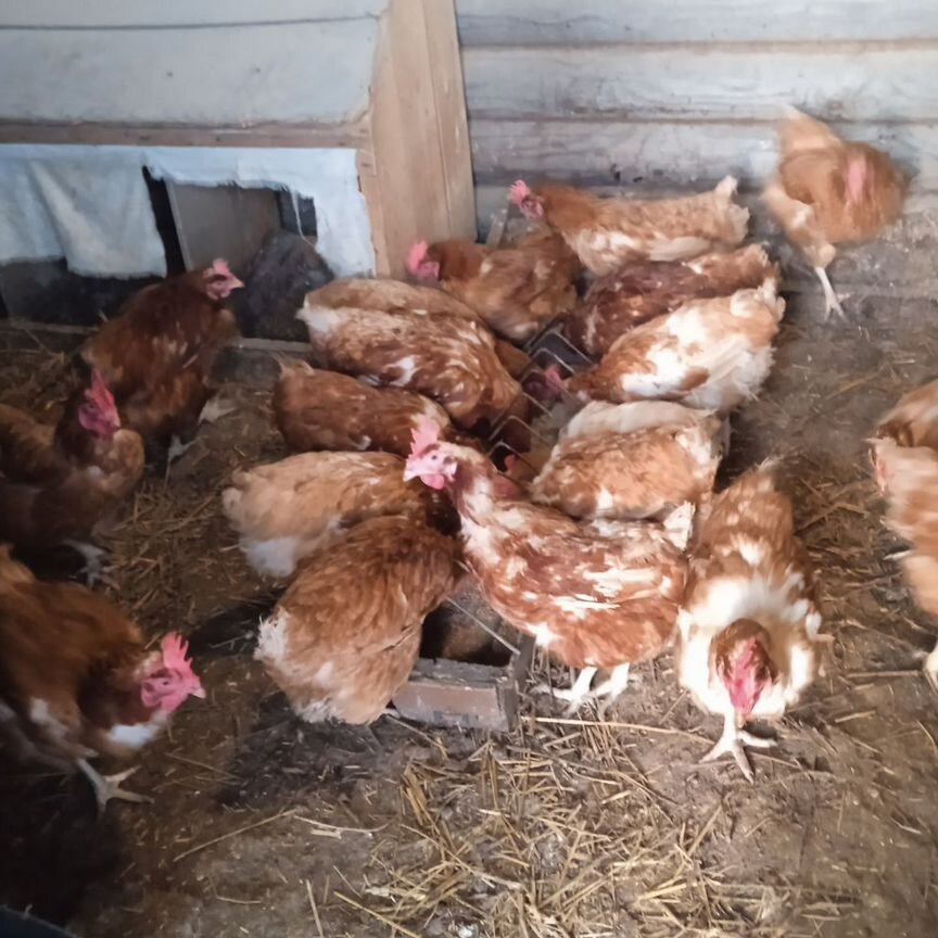 Курицы несушки