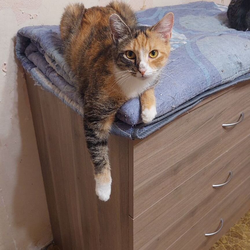 Молодая кошечка трехцветка в добрые руки