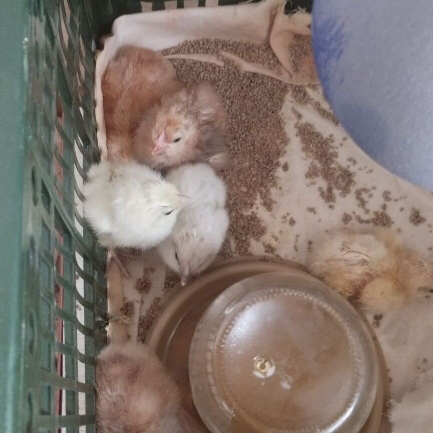 Продам суточных цыплят