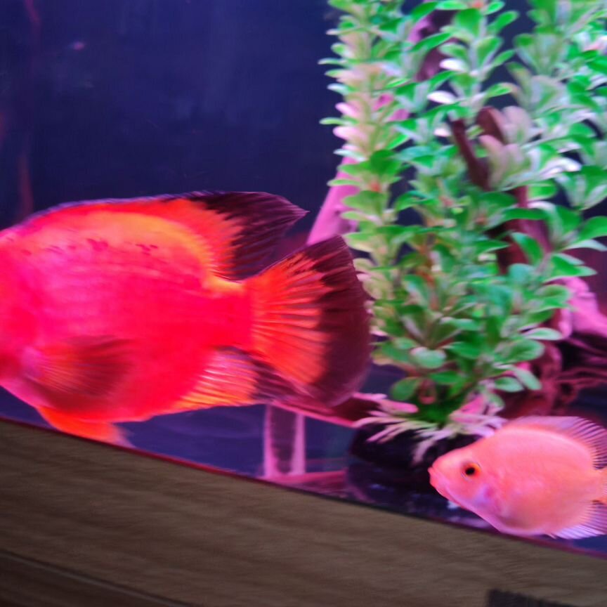 Red Parrot King-Kong рыба попугай