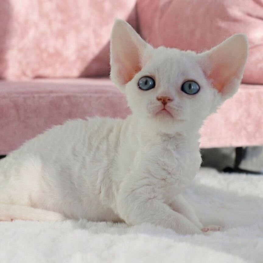Девон-рекс котёнок