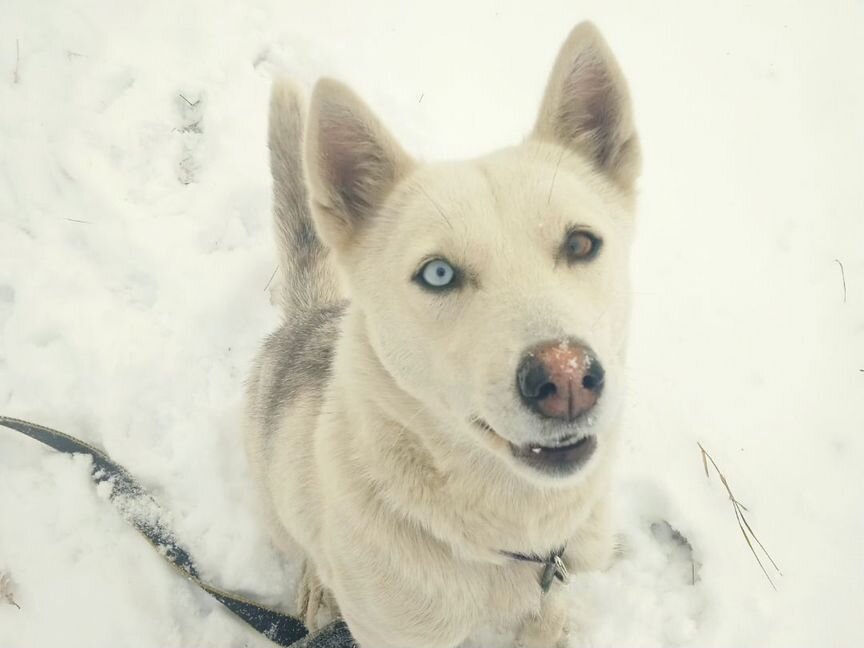 Щенки хаски