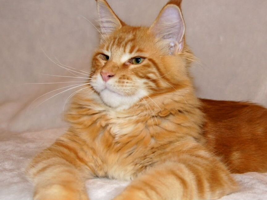 Мейн-кун