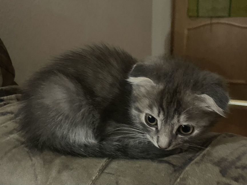 Вислоухий котенок, котята