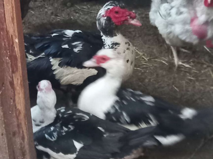 Индо утки семья