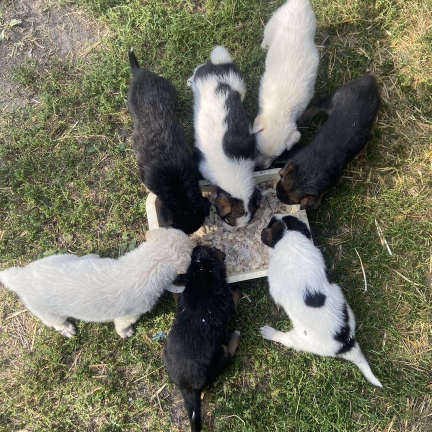 Метисы немецких овчарок