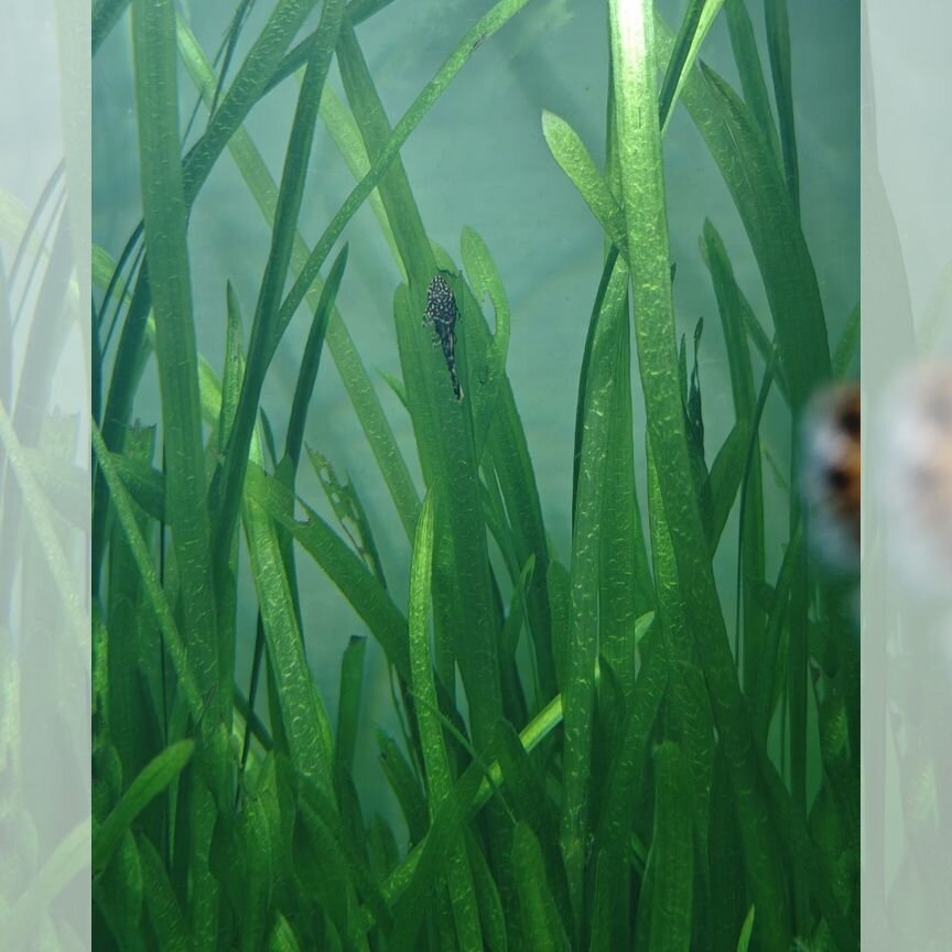 Аквариумные рыбки сомики