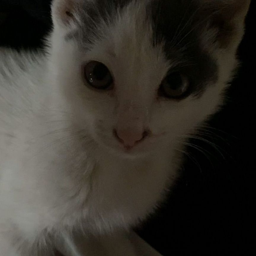 Отдам изумительного котенка в добрые ручки