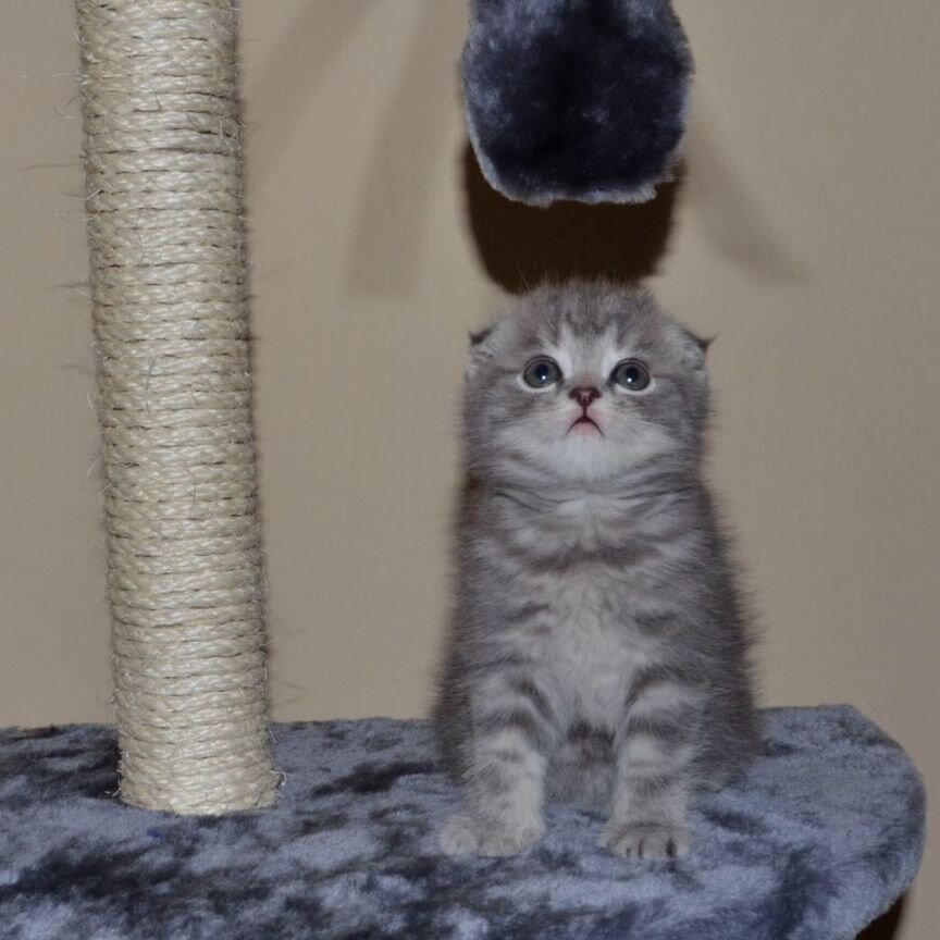 Шотландский вислоухий короткошёрстный котёнок