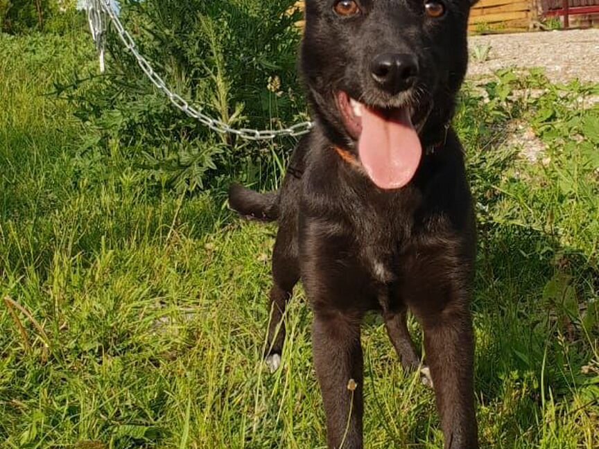 Щенок в добрые руки