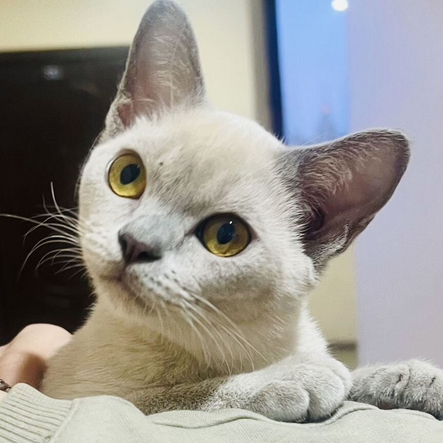 Европейский бурманский котёнок