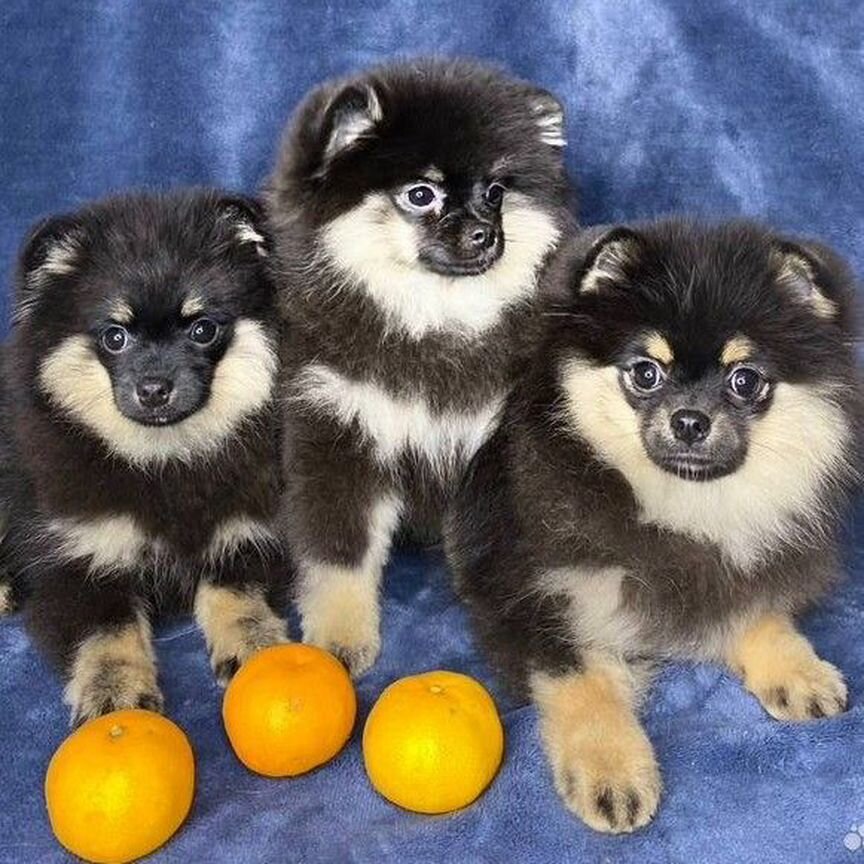 Немецкий шпиц (померанец)