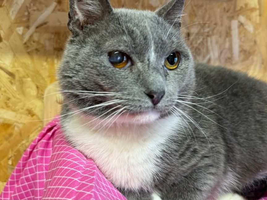 Пират - котик из приюта как британец