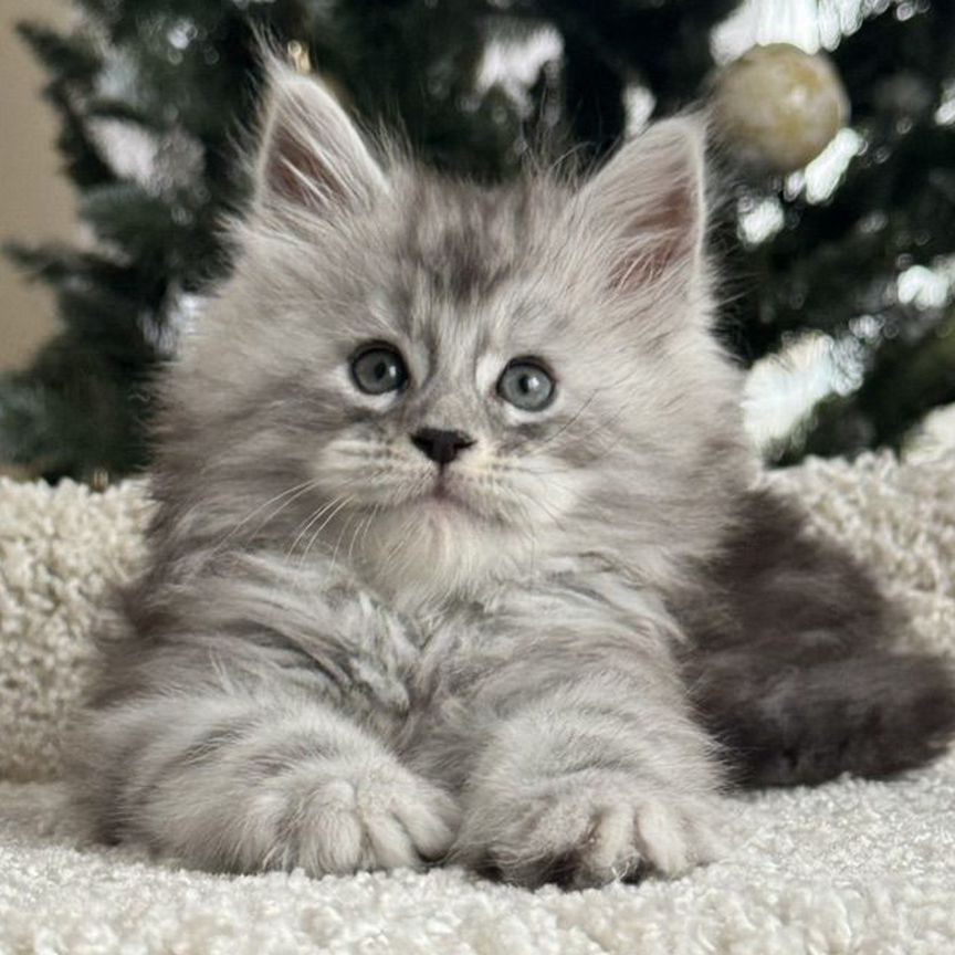 Мейн-кун котёнок