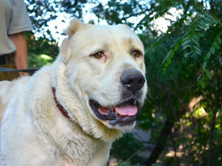Алабайчик в добрые руки