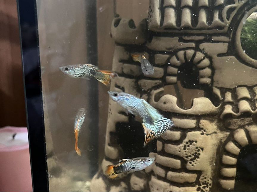 Рыбка гуппи и маленезия(есть и маленькие)