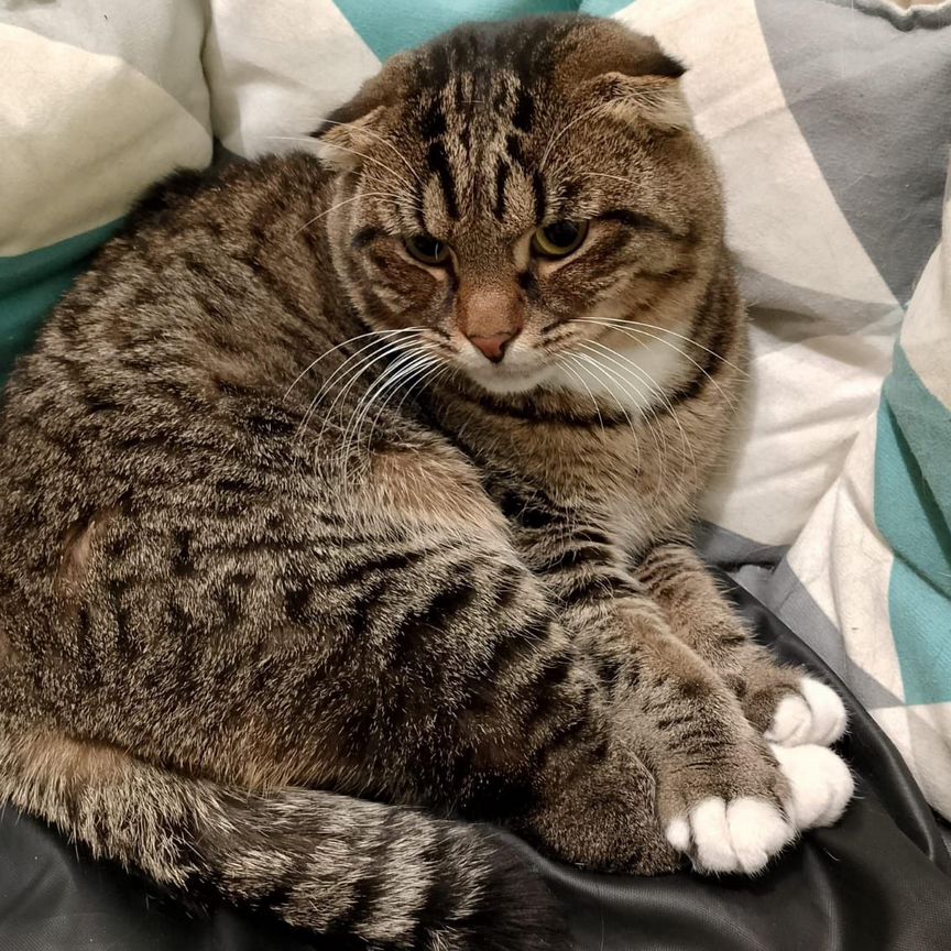 Красивый вислоушка в белых носочках ищет семью