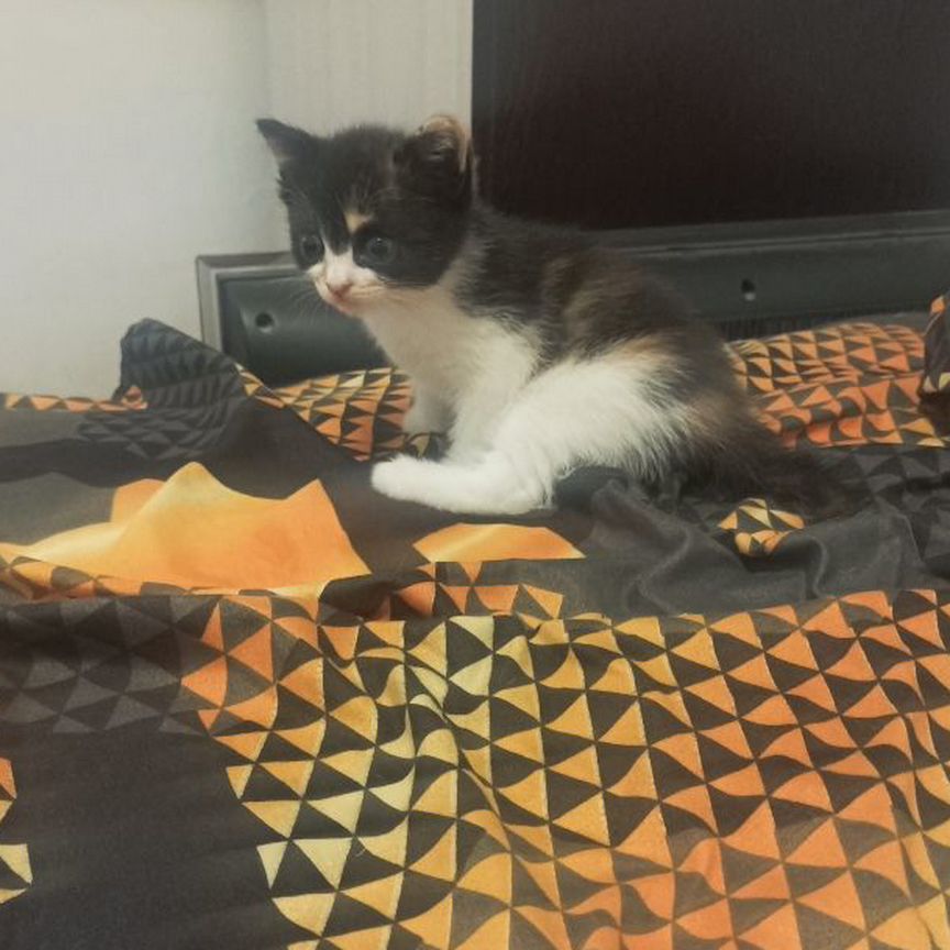 Отдам котят в добрые руки