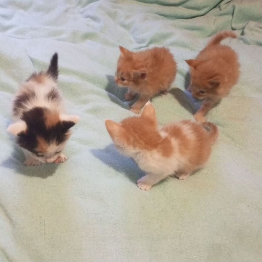 Котята в добрые руки бесплатно мальчики и девочки