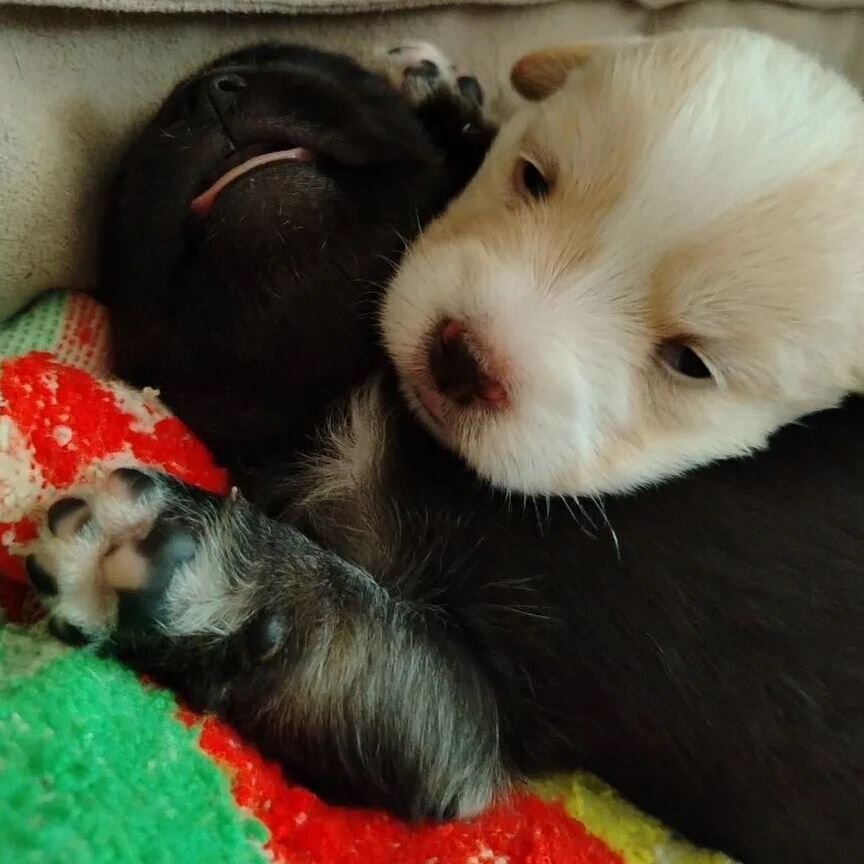 Русская цветная болонка, щенок