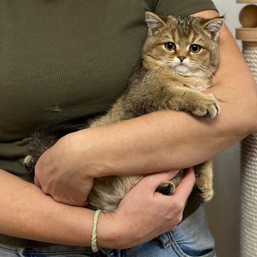 Машенька шотландская малышка