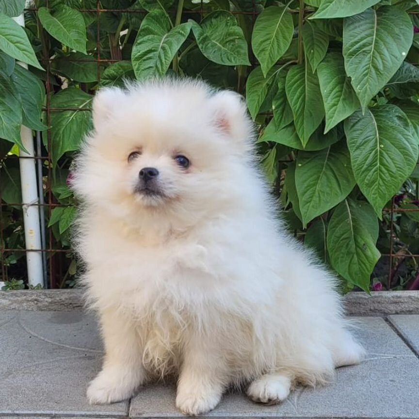 Померанский шпиц