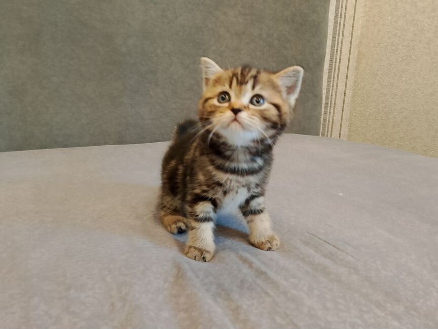 Шотландские Плюшевые мишки)